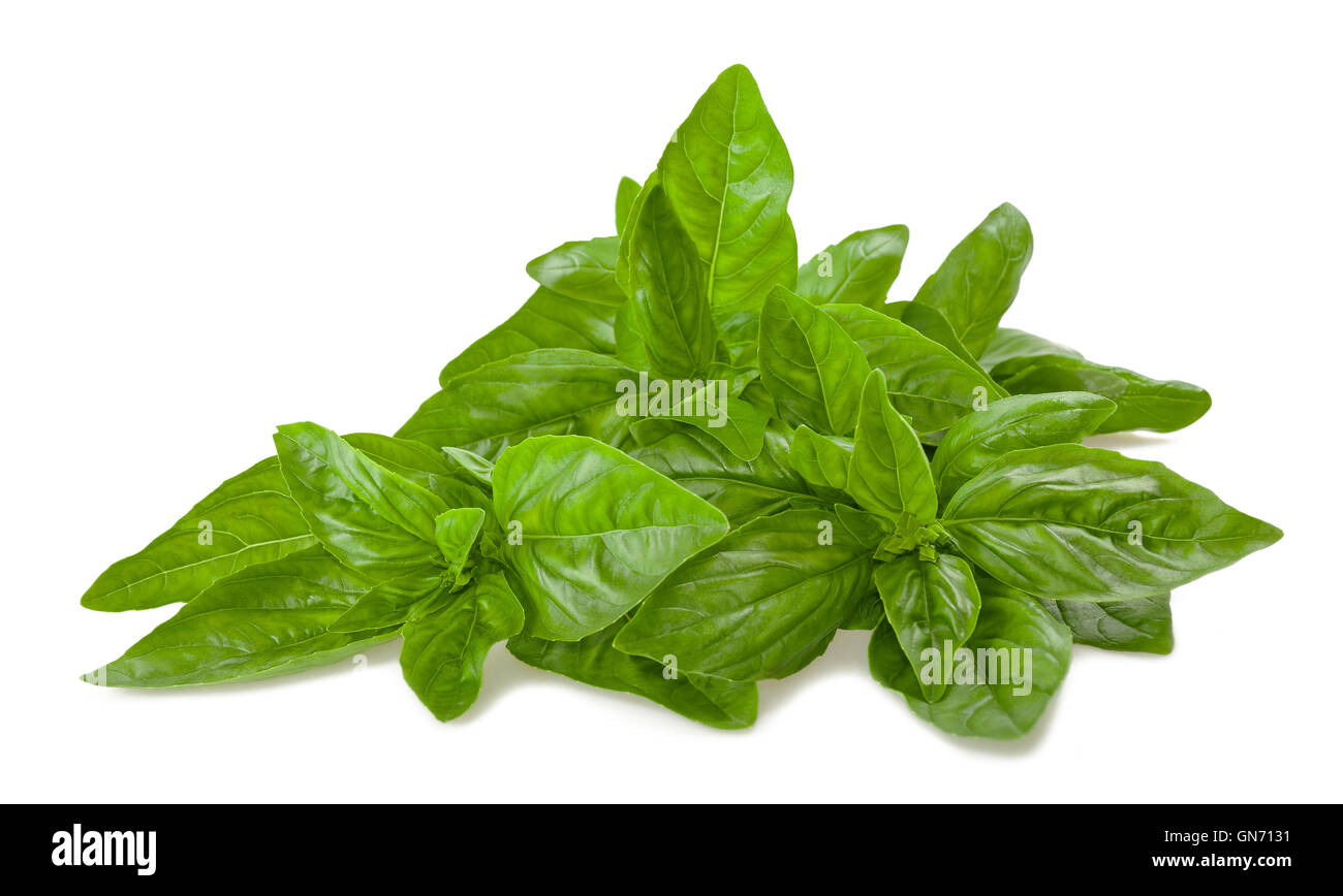 basil bunch isolated on white Stock Photo - Alamy