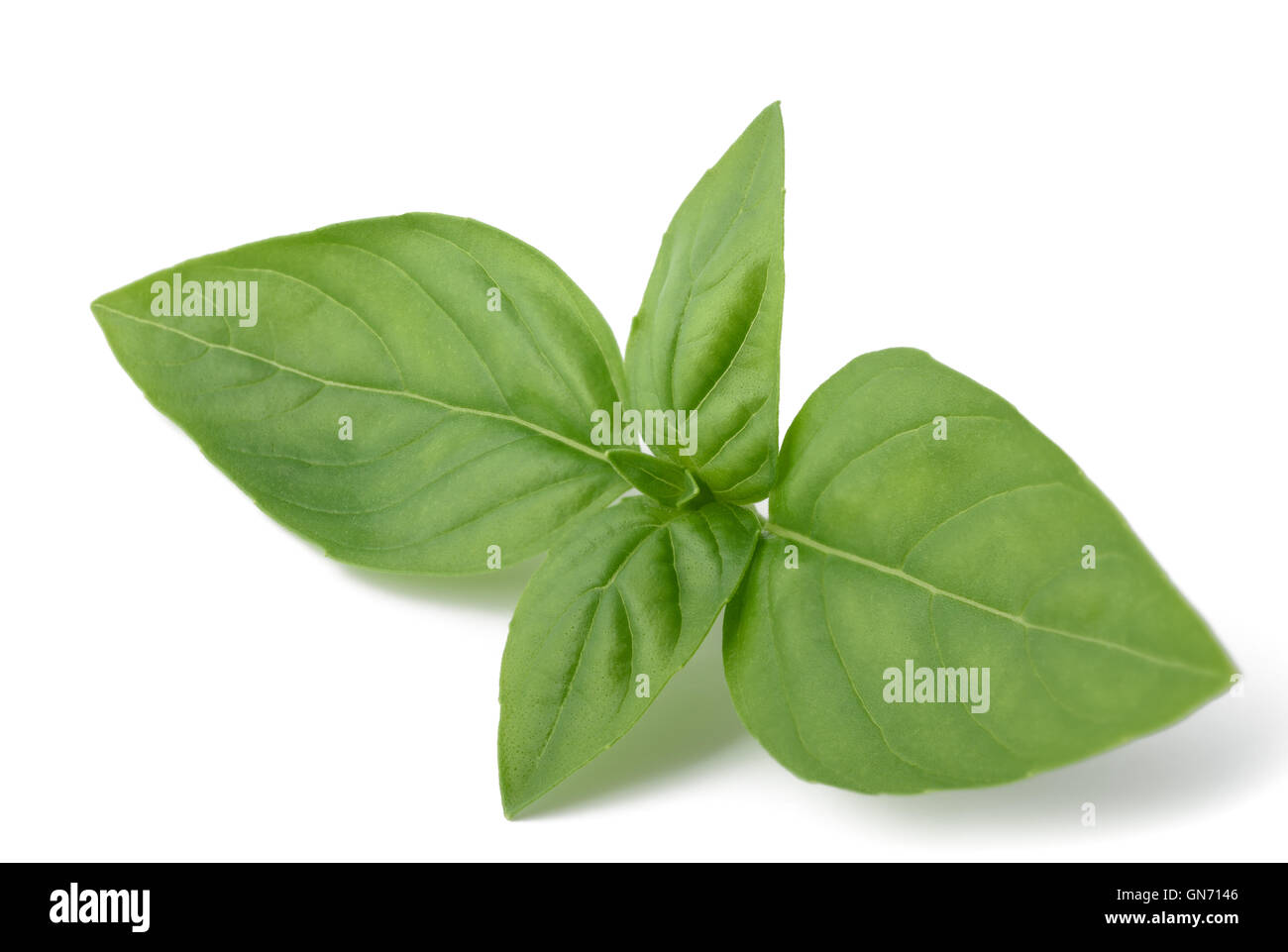 Basil sprig isolated on white background Stock Photo - Alamy