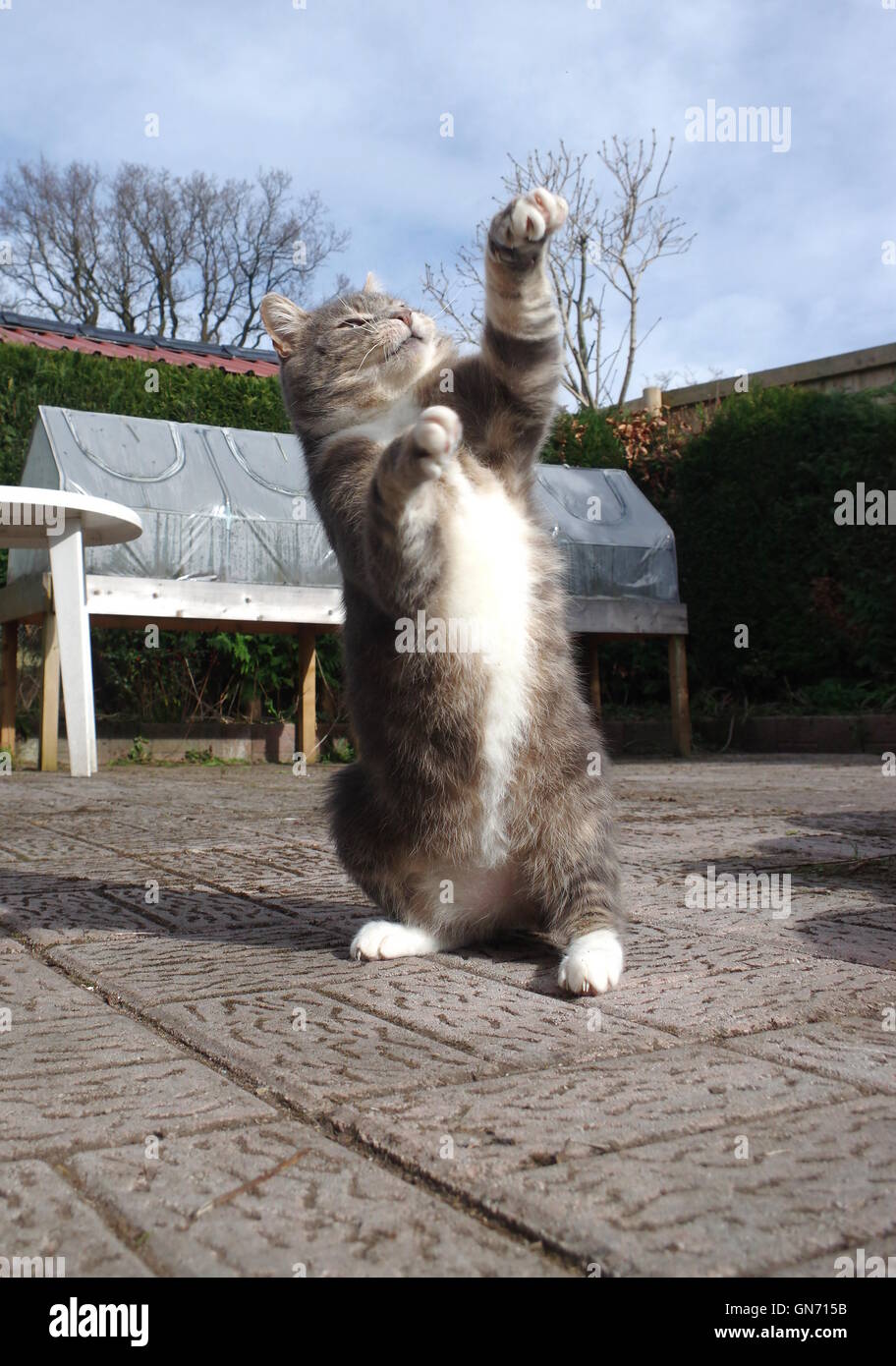 Dancing cat hi-res stock photography and images - Alamy