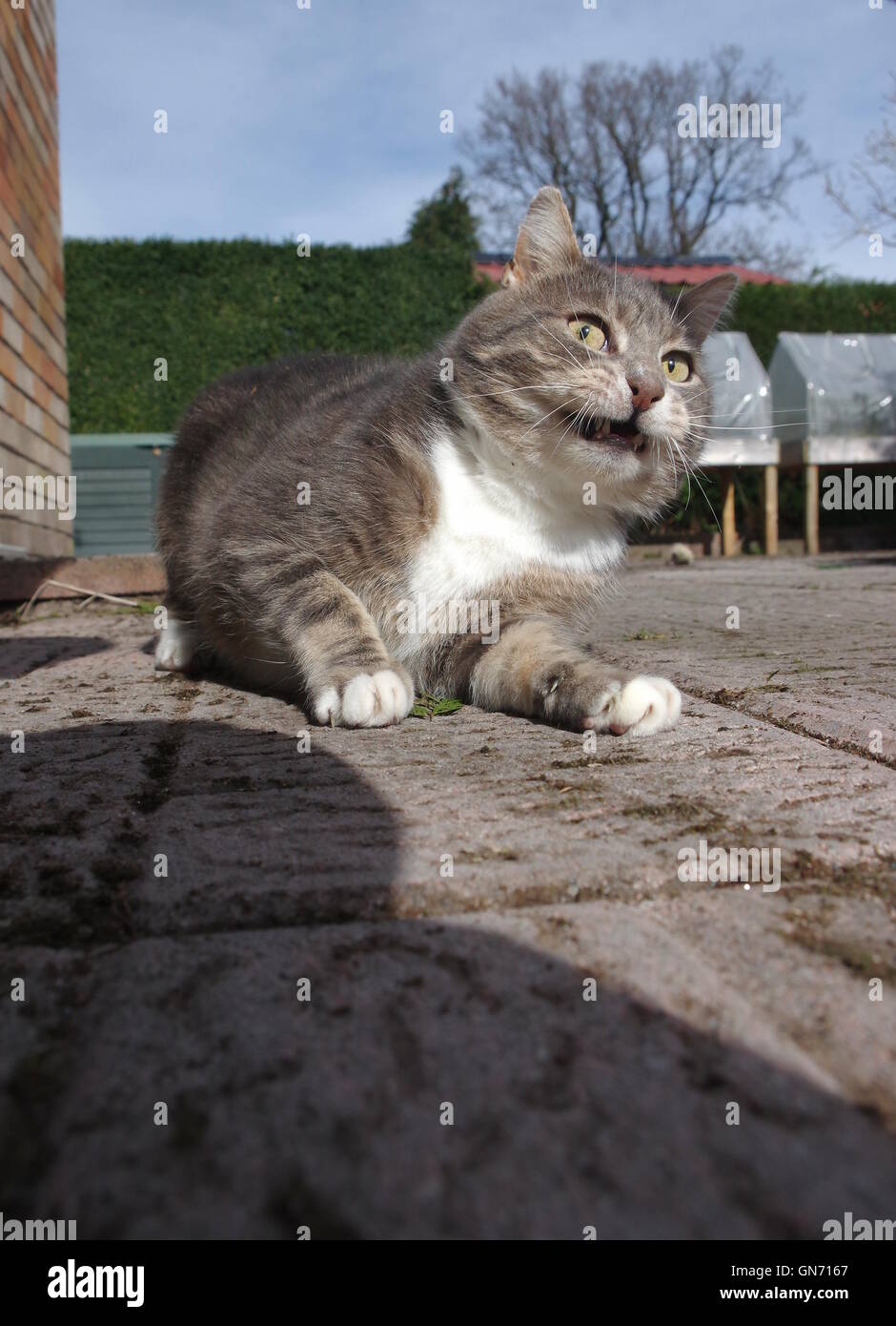 Surprised cat hi-res stock photography and images - Alamy