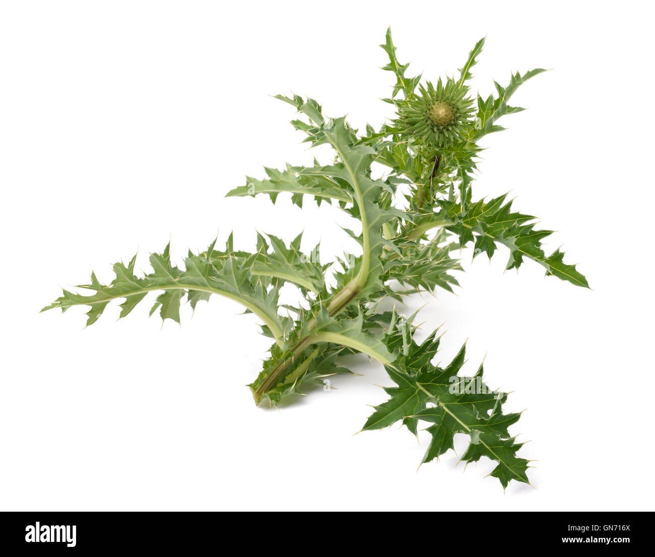 thistle plant isolated on white background Stock Photo - Alamy