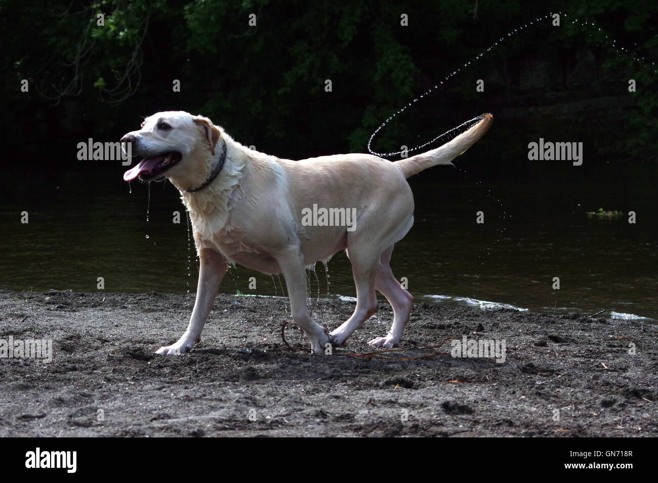 Labrador dog splashing in water Stock Photo - Alamy
