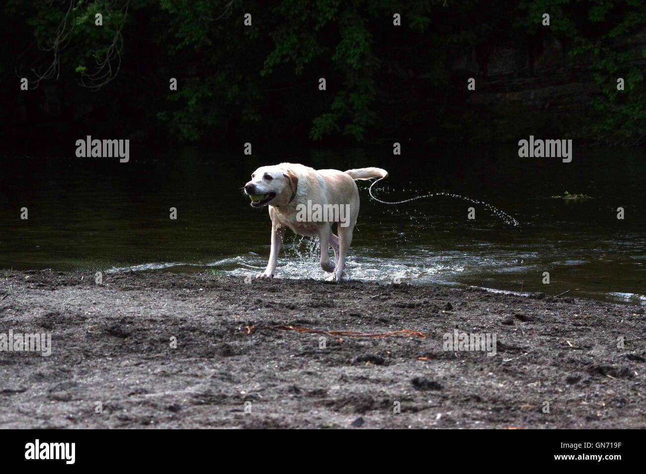 Labrador dog splashing in water Stock Photo - Alamy