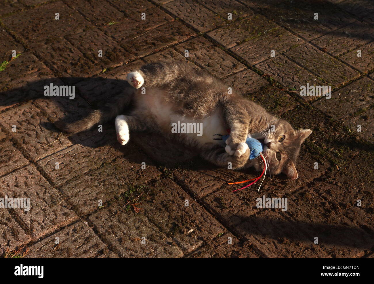 Mud cat hi-res stock photography and images - Alamy