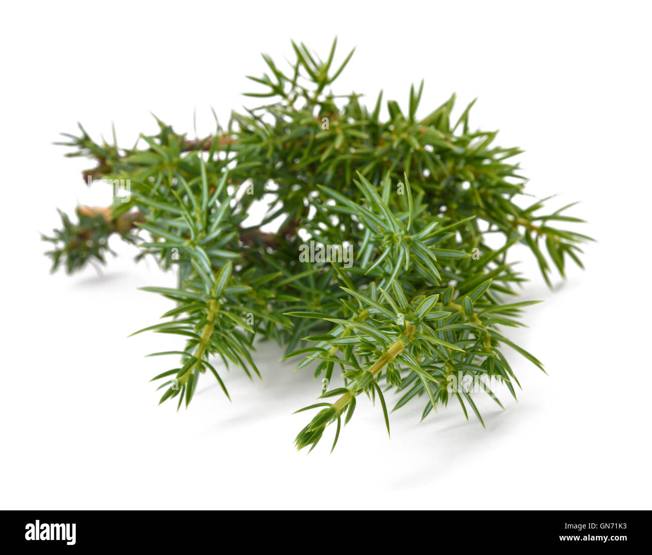 Juniper twig isolated on white background Stock Photo - Alamy
