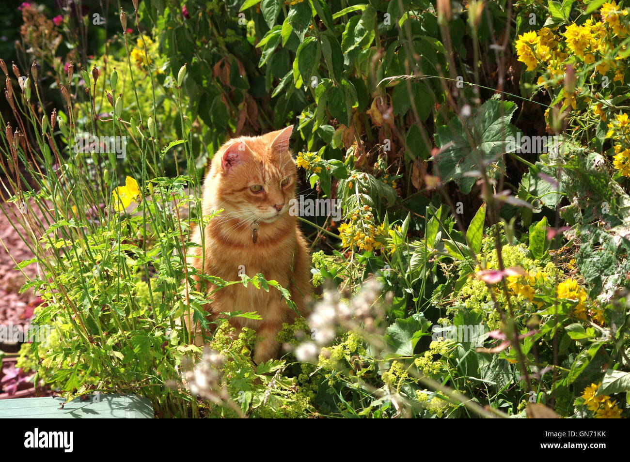 Ginger sitting cat hi-res stock photography and images - Alamy