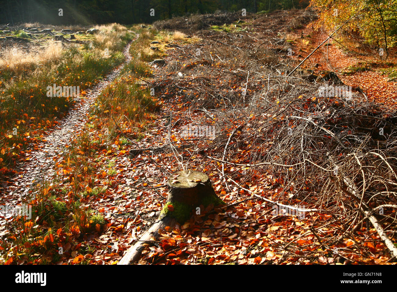 Forest in autumn in Denmark Stock Photo - Alamy