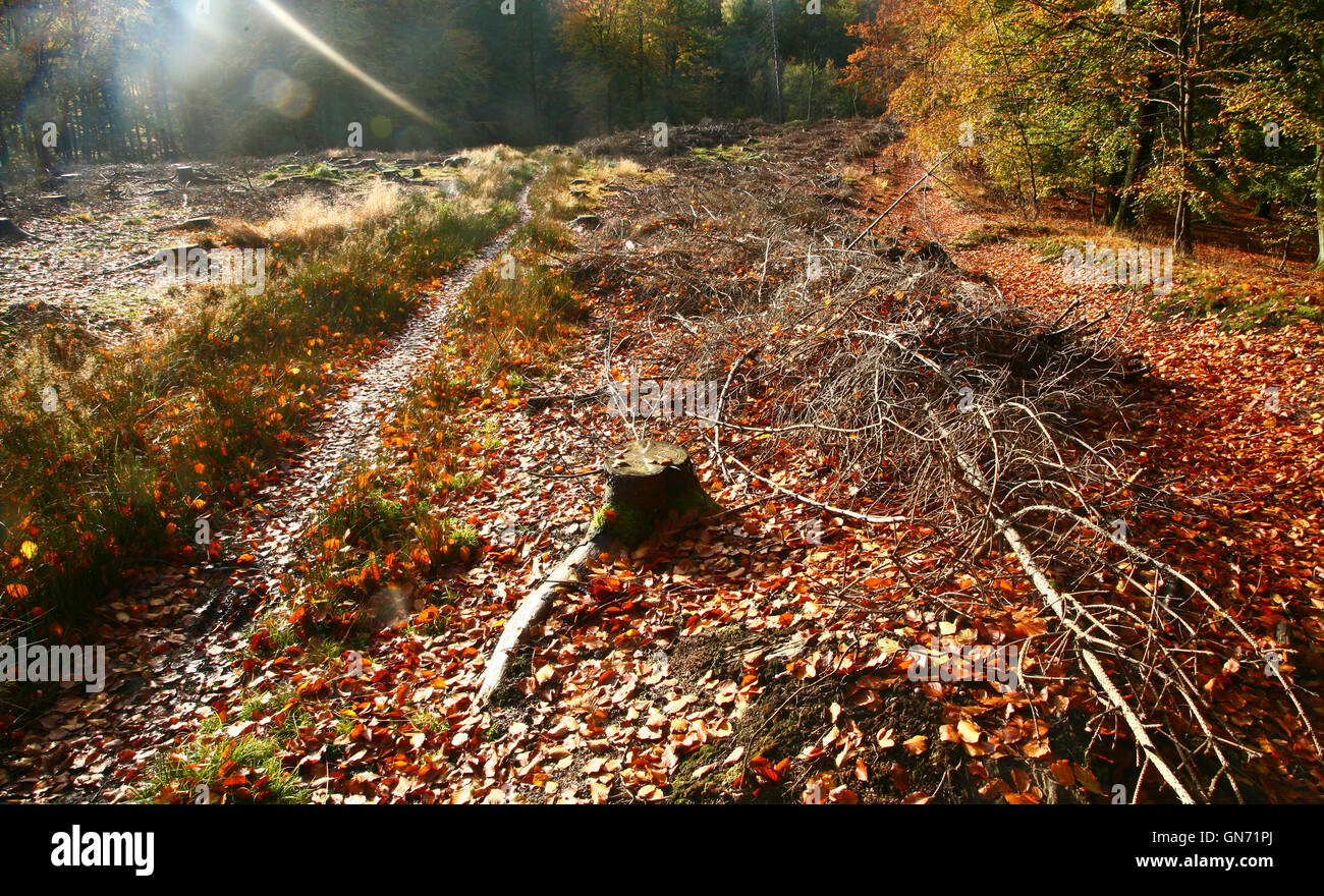 Danish forest hi-res stock photography and images - Alamy