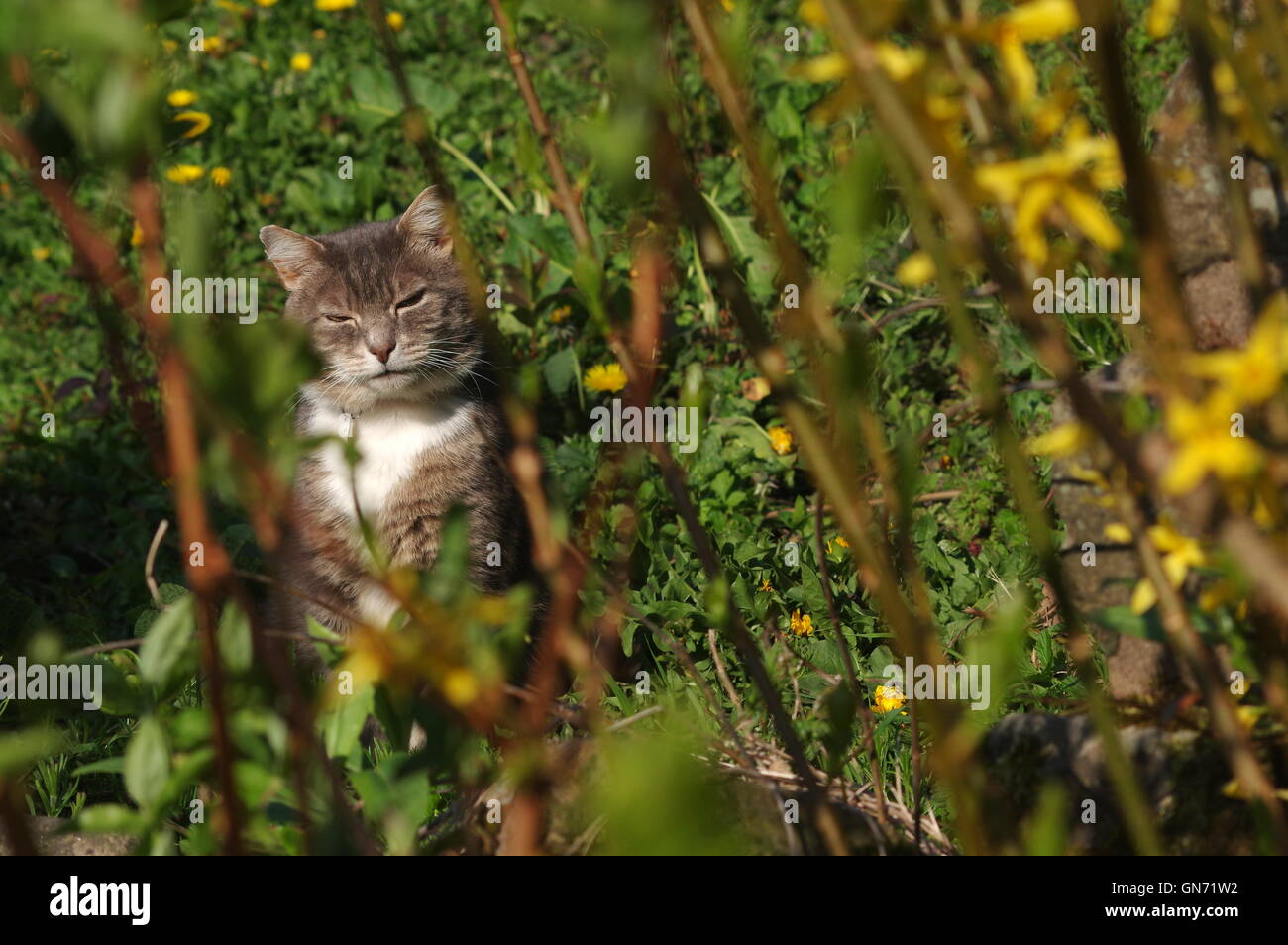 Tabby cat in yellow hi-res stock photography and images - Alamy