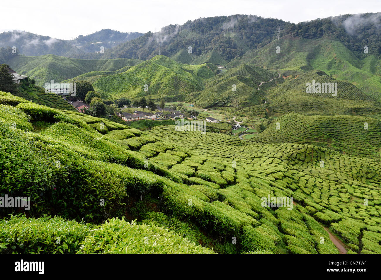 ladang teh tanah rata - Brian Martin
