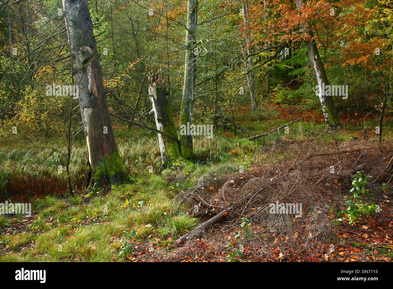 Danish Forest High Resolution Stock Photography and Images - Alamy