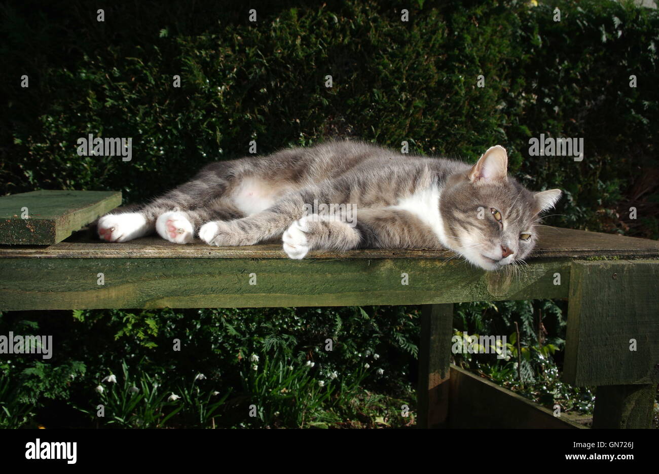 Relaxed cat hi-res stock photography and images - Alamy