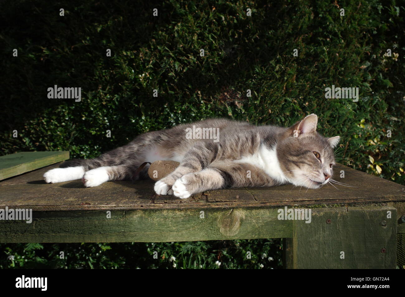 Relaxed cat hi-res stock photography and images - Alamy