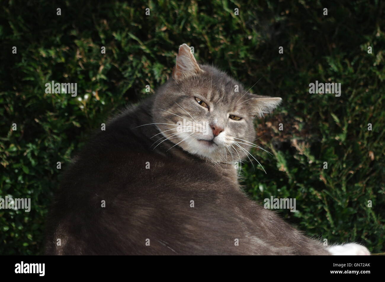 Annoyed cat hi-res stock photography and images - Alamy