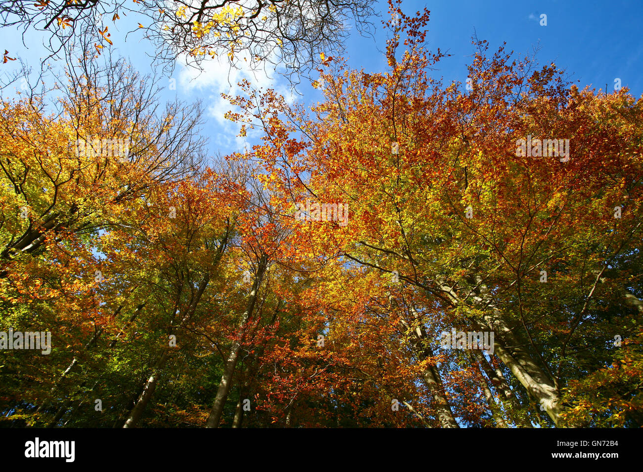 Forest in autumn in Denmark Stock Photo - Alamy