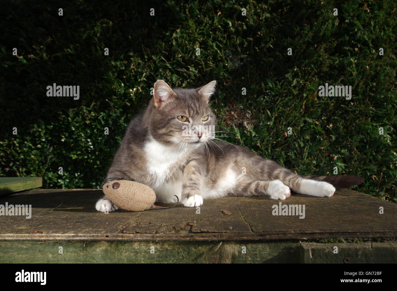 Defensive cat hi-res stock photography and images - Alamy