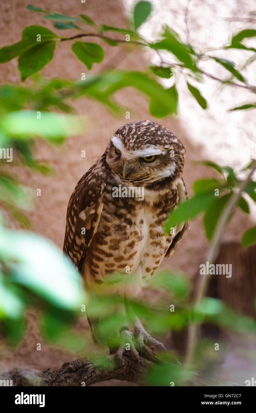Living Desert Zoo Gardens State Park Stock Photo - Alamy
