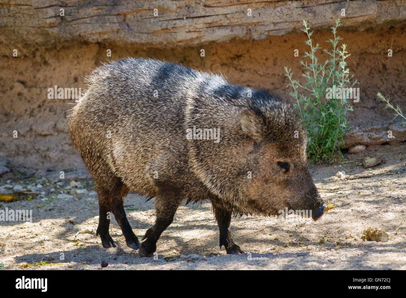 Living Desert Zoo Gardens State Park Stock Photo - Alamy