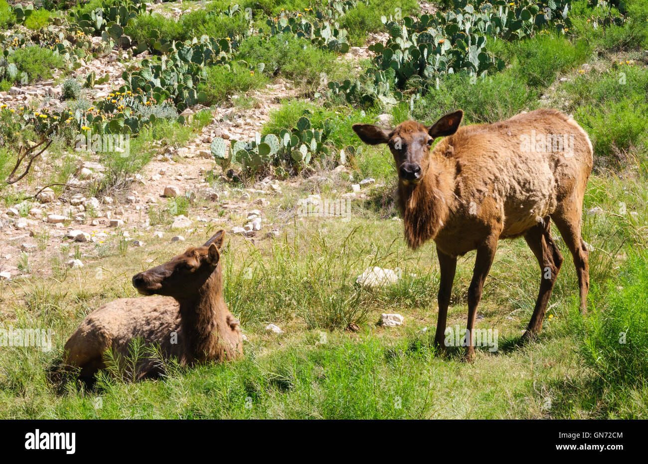 Living Desert Zoo Gardens State Park Stock Photo - Alamy