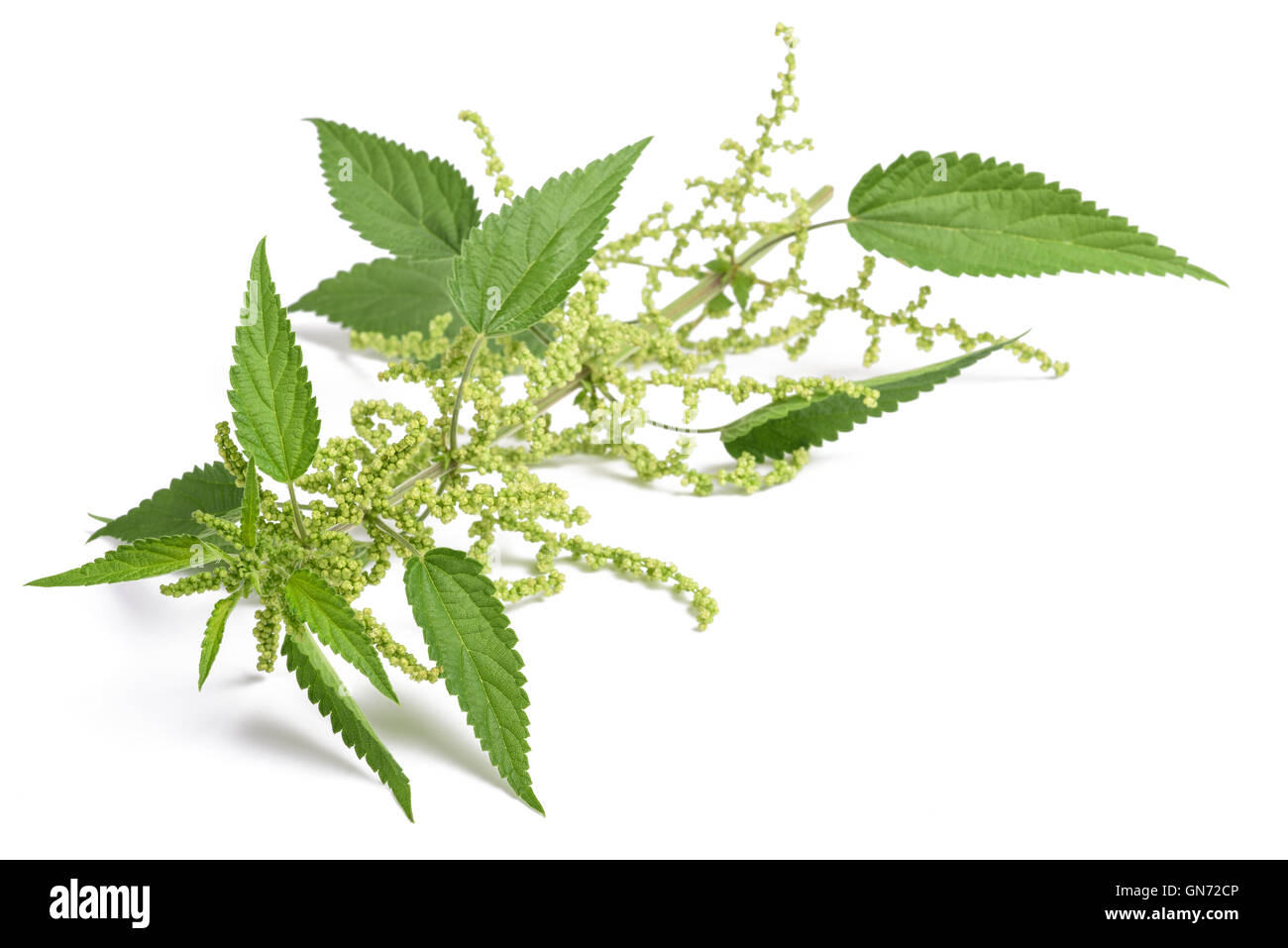 nettle with flowers isolated on white background Stock Photo - Alamy