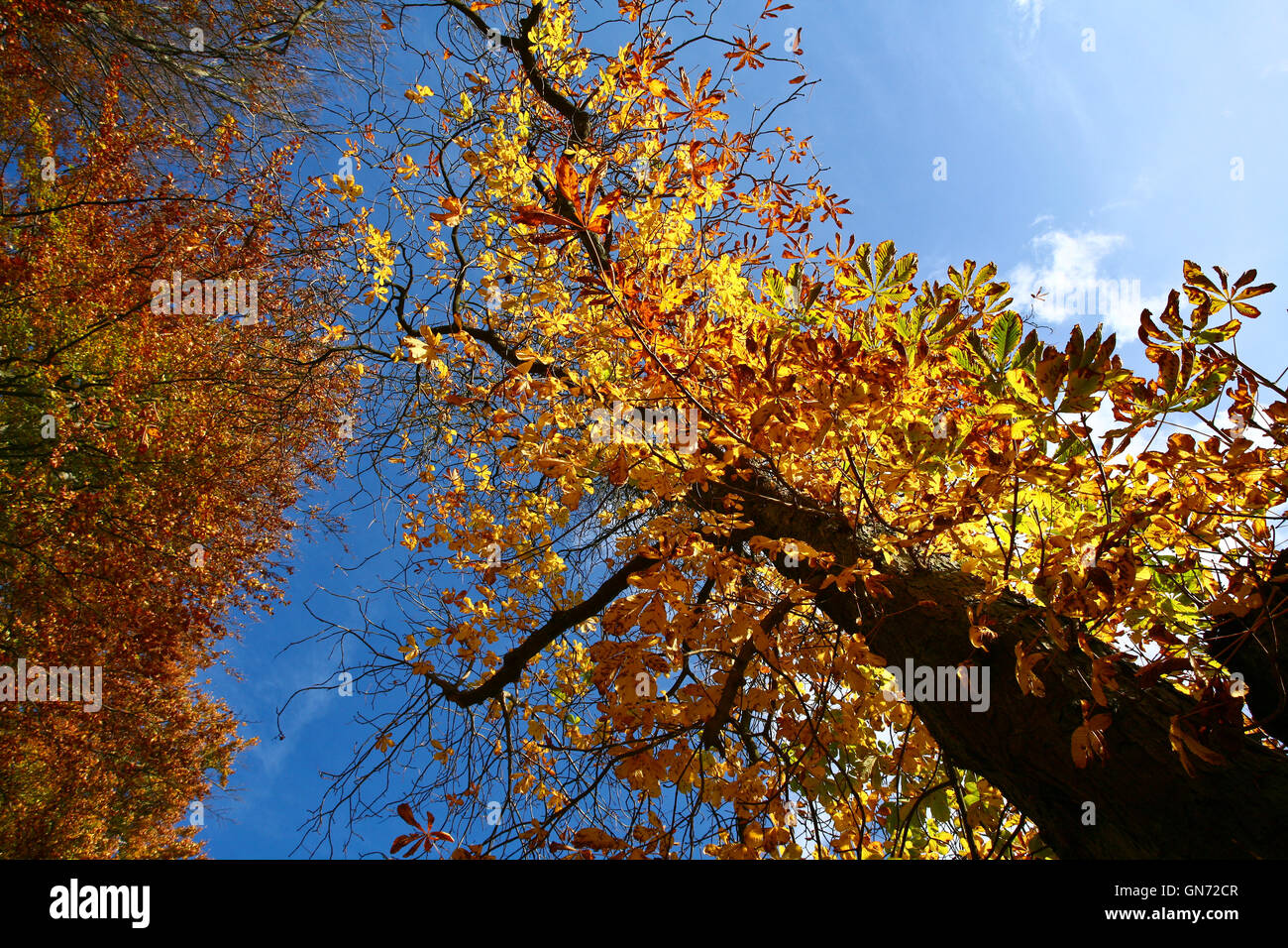 Forest in autumn in Denmark Stock Photo - Alamy