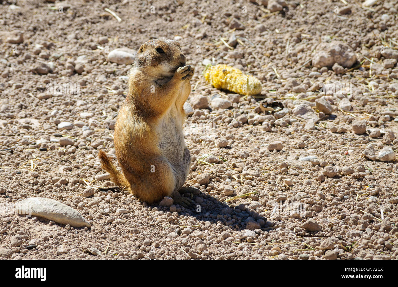 Living Desert Zoo Gardens State Park Stock Photo - Alamy