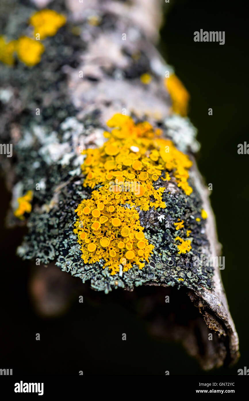 A close up photo of Yellow Lichen (xanthoria parietina) on tree branch ...