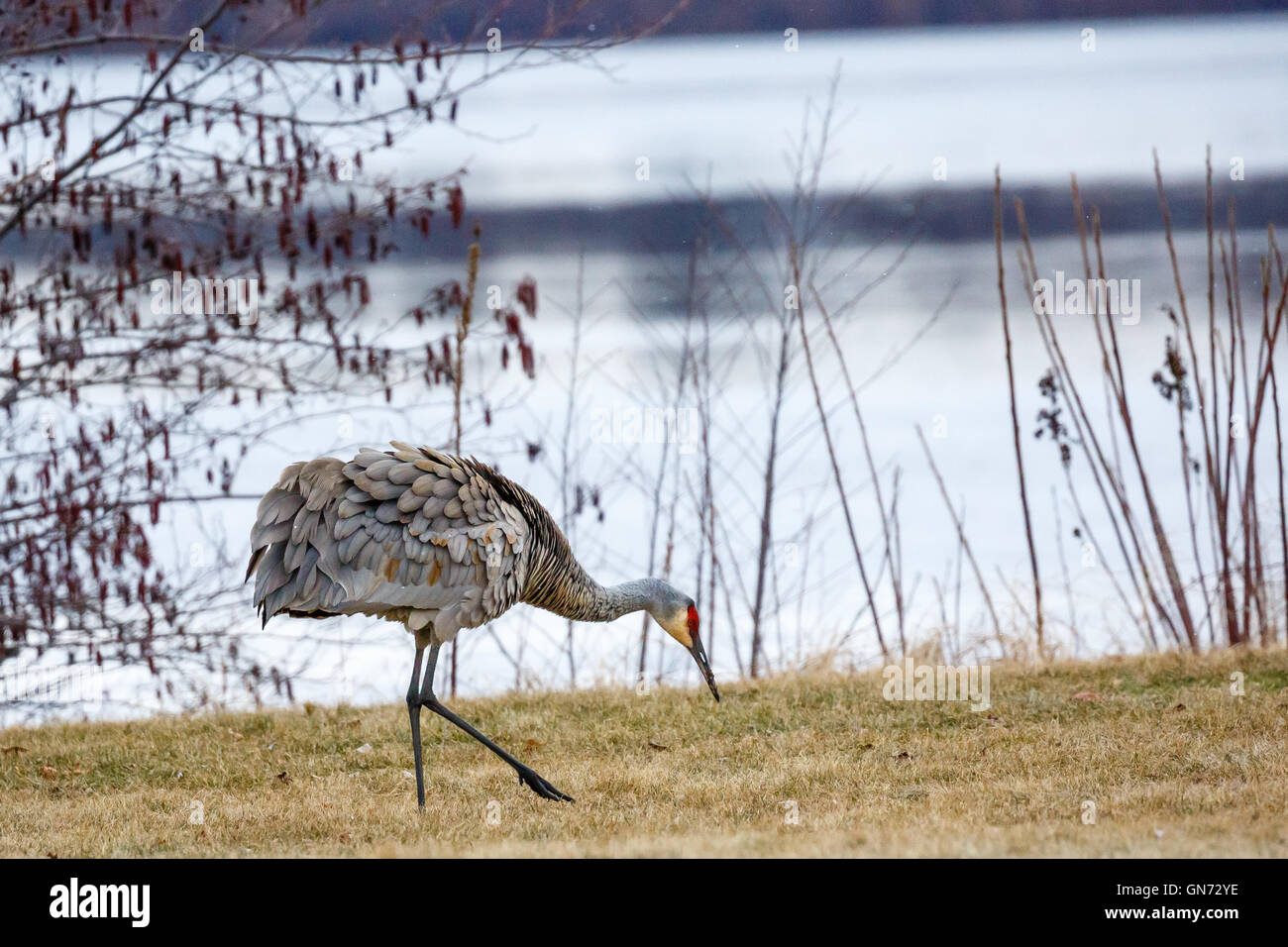 Sandhill Crane (Grus Canadensis) with feathers fluffed out while ...
