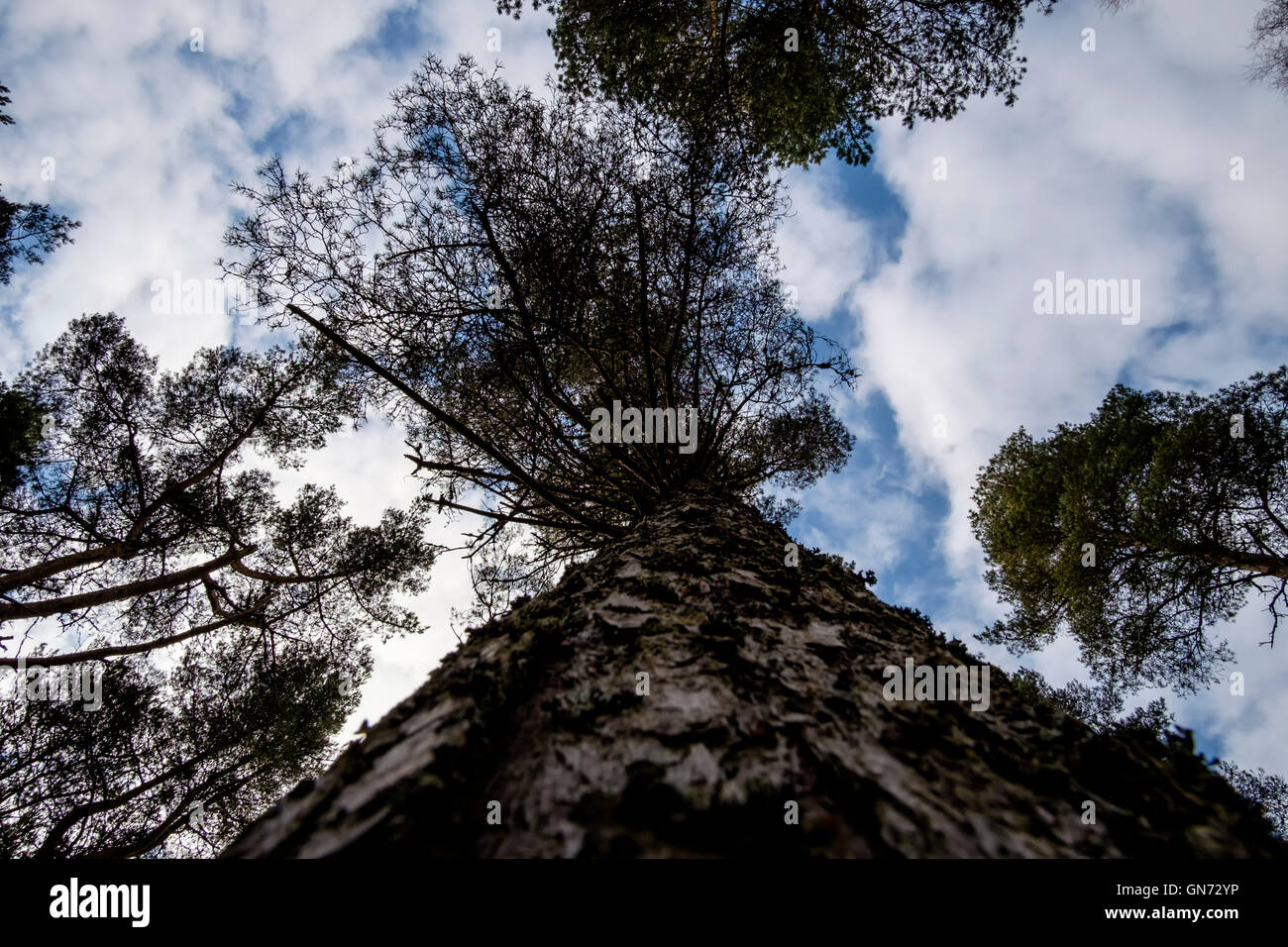Different tree trunk hi-res stock photography and images - Alamy