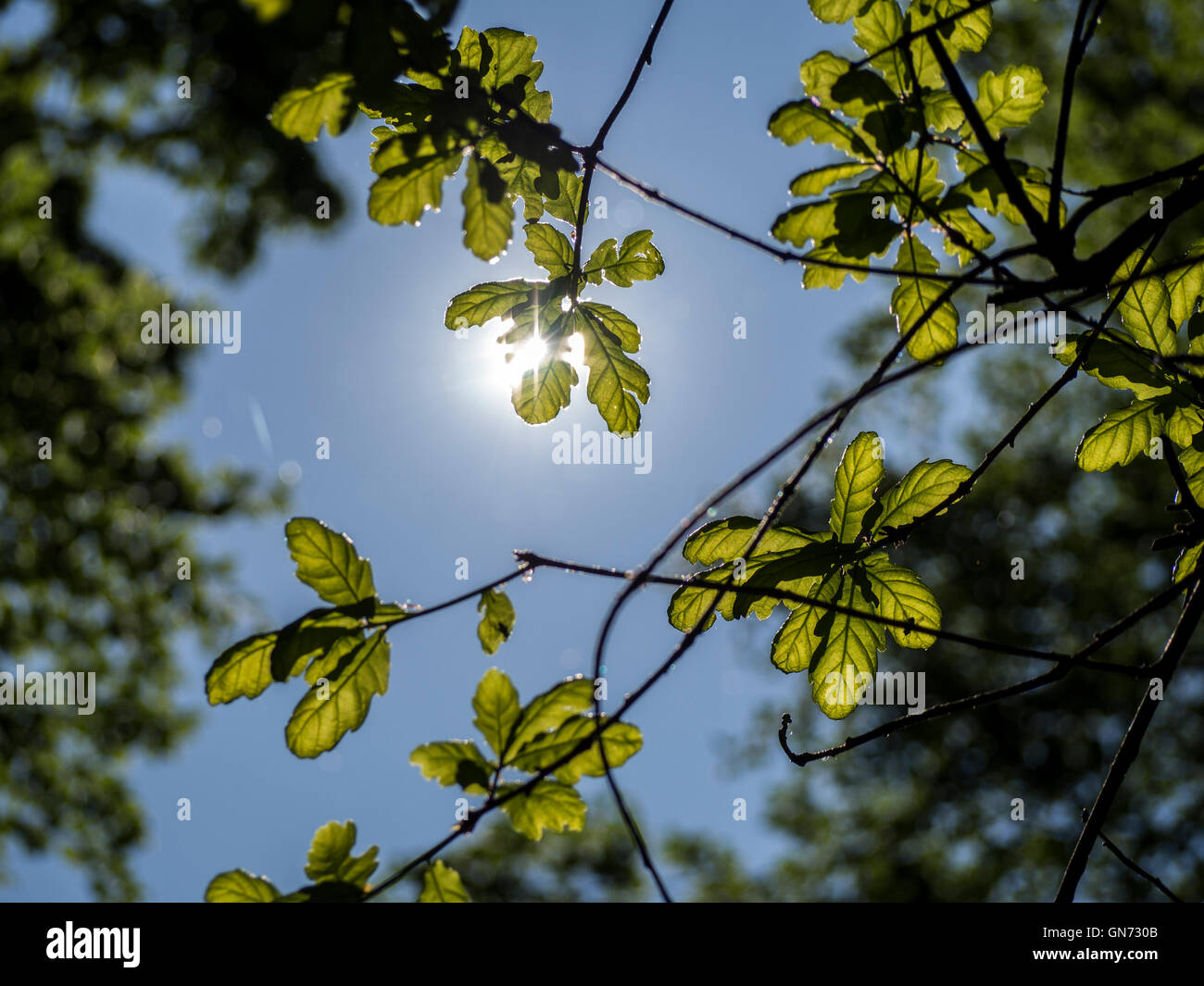 Looking through leaves to the sun Stock Photo - Alamy