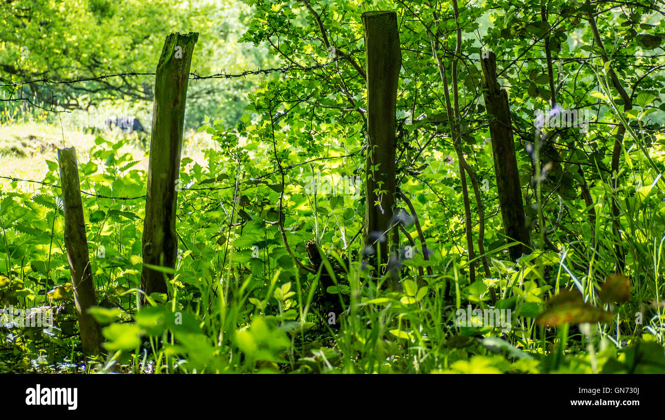 Land of greenery hi-res stock photography and images - Alamy