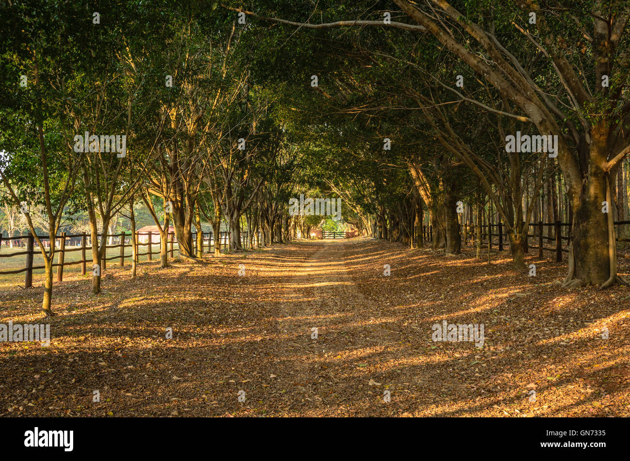 footpath between tunnel of trees in countryside of Brazil Stock Photo ...