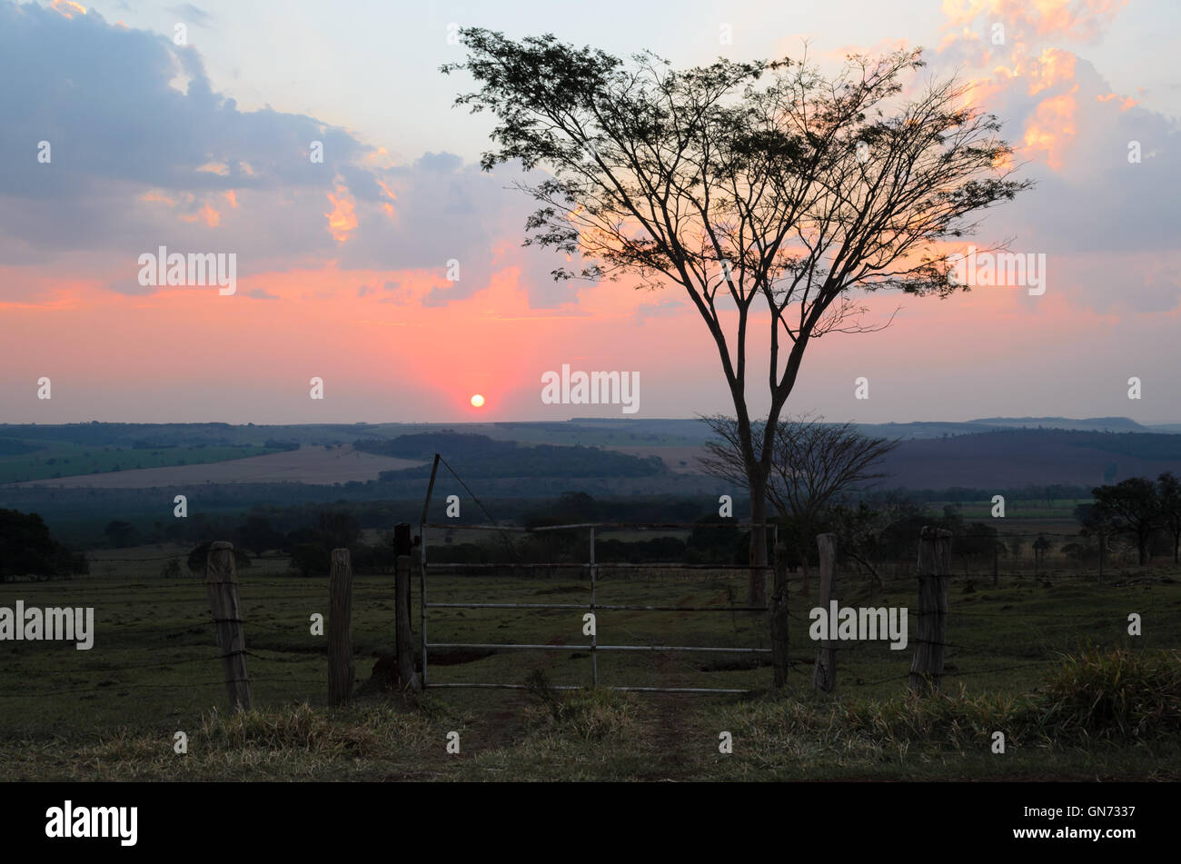 sunset with silhouetted tree and dust, Brazil Stock Photo - Alamy
