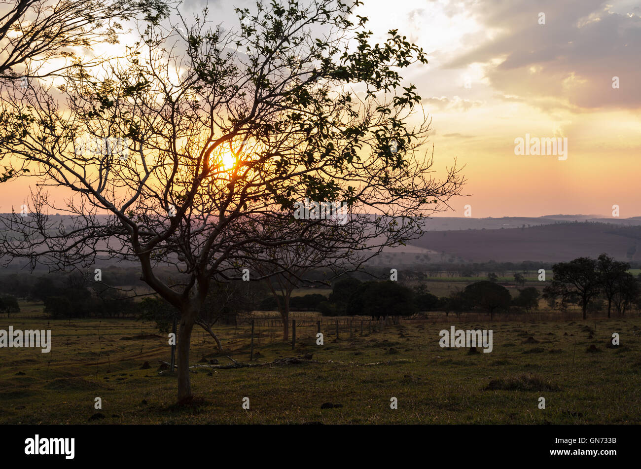 sunset with silhouetted tree and dust, Brazil Stock Photo - Alamy