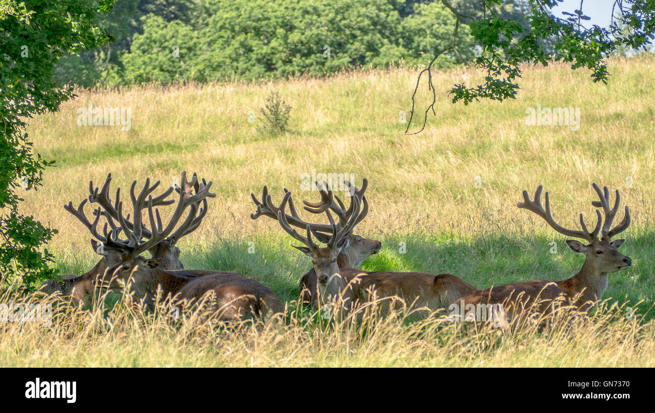 Stags at Tatton Park Stock Photo - Alamy