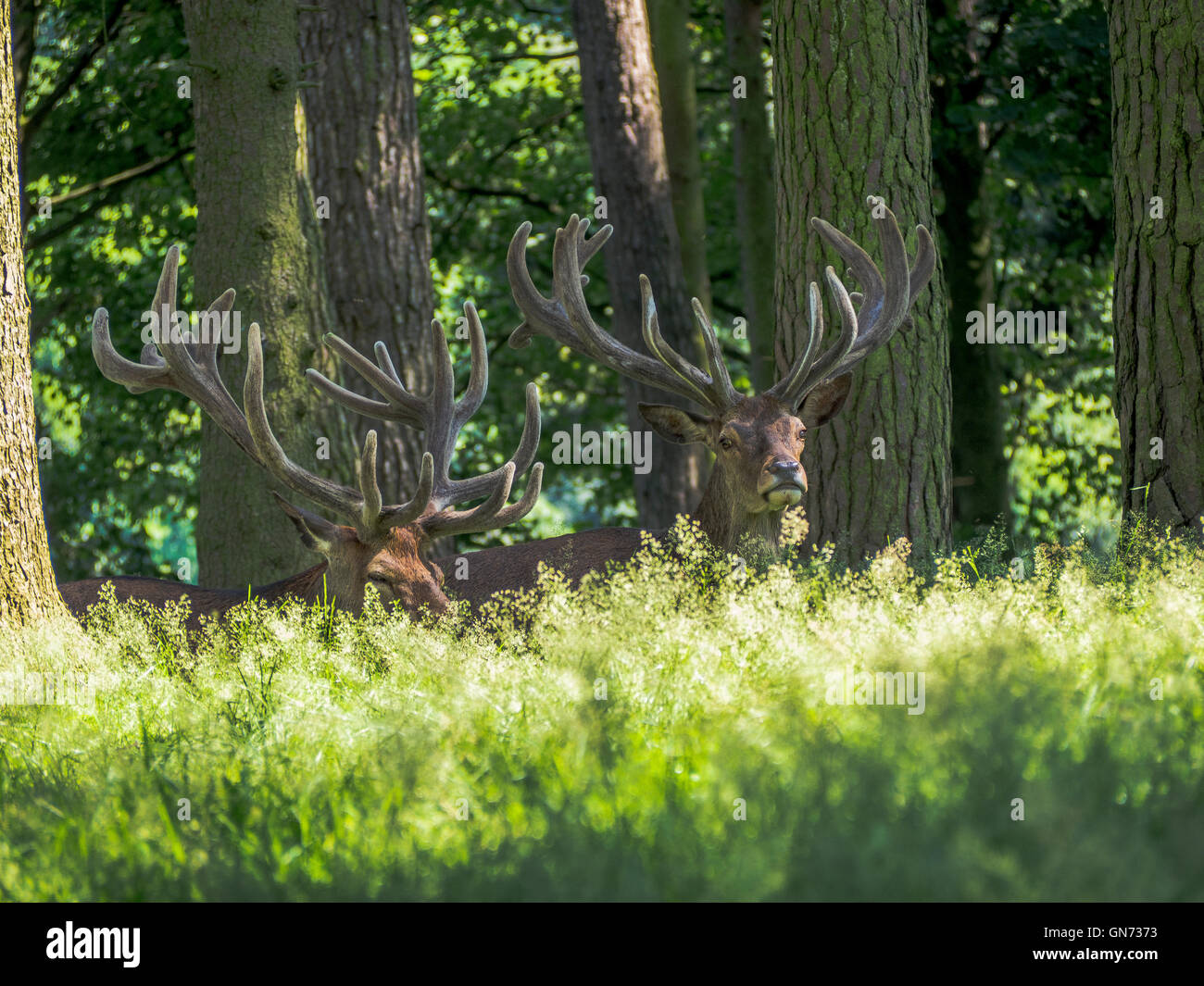 Stags at Tatton Park Stock Photo - Alamy