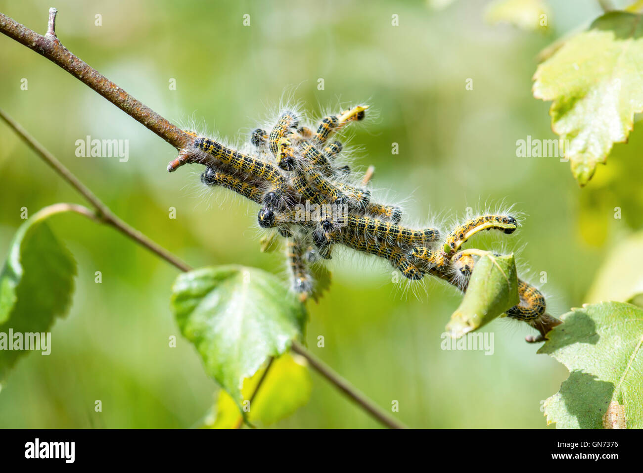 Buff tip moth caterpillar phalera bucephala hi-res stock photography ...
