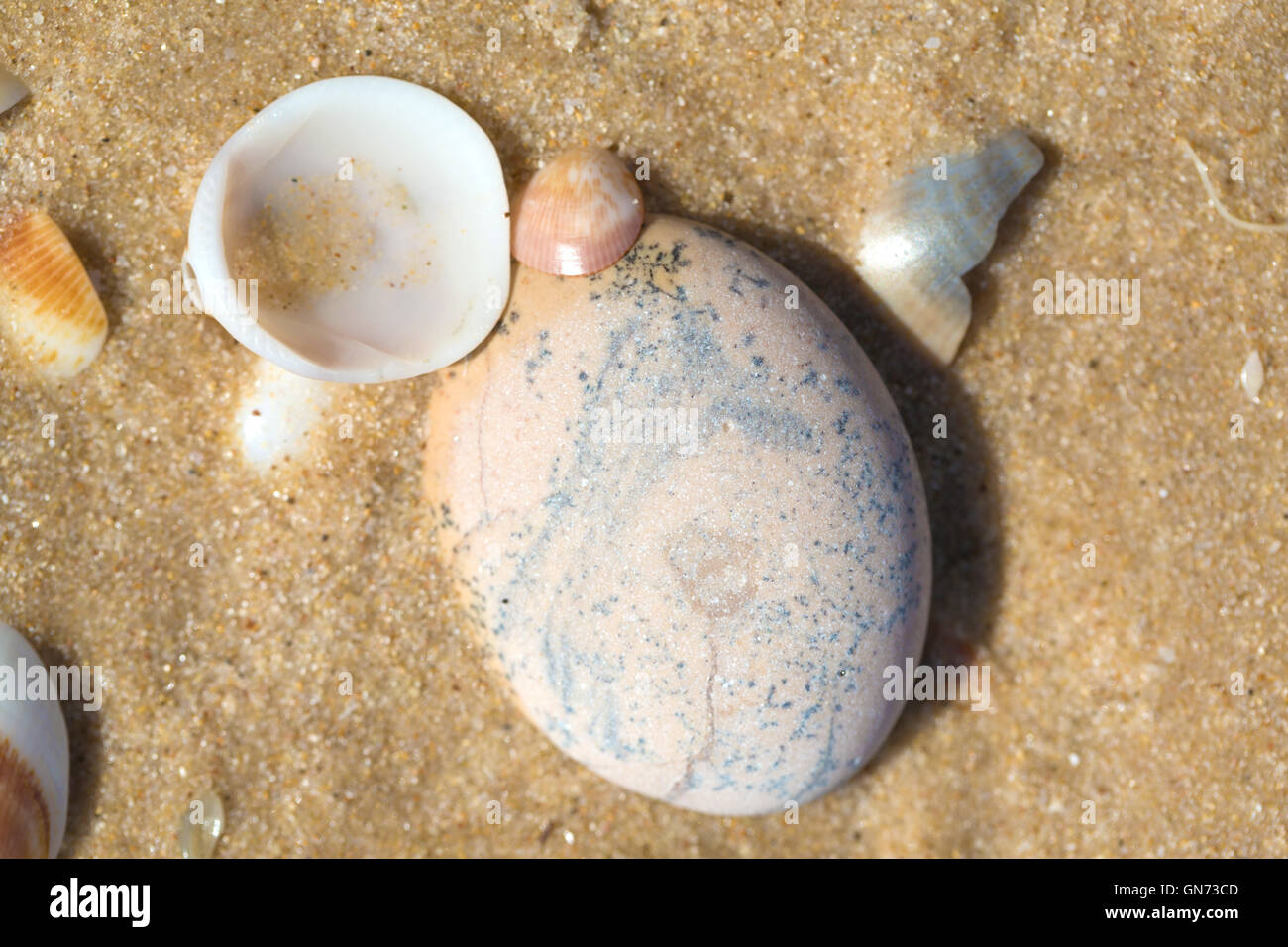 Marine background, sea shells closeup on sand Stock Photo - Alamy