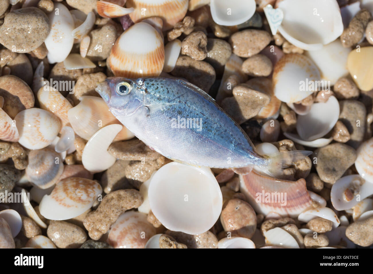 sea fish on the background of seashells and stones Stock Photo - Alamy