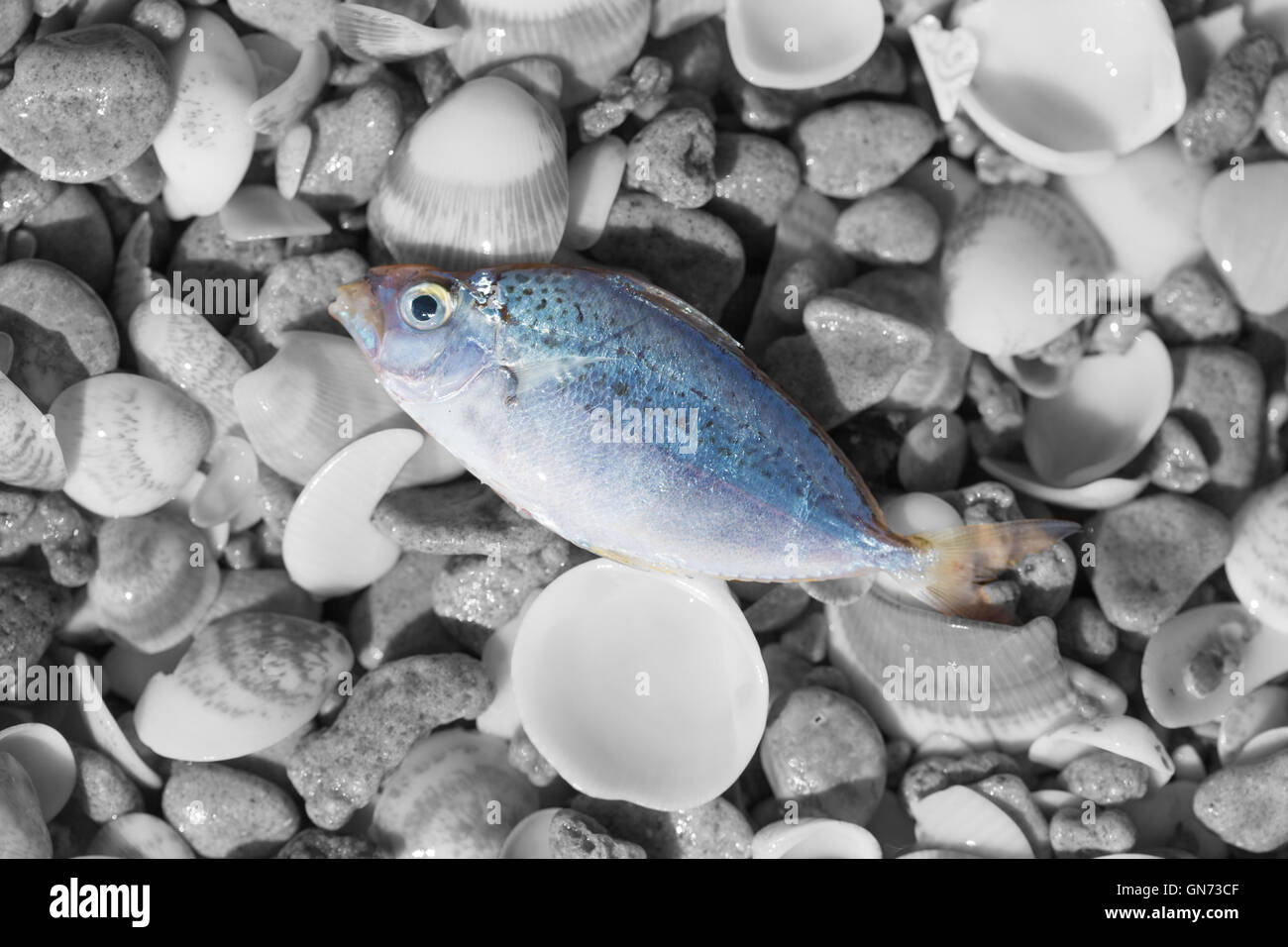 Sea fish on background stones hi-res stock photography and images - Alamy