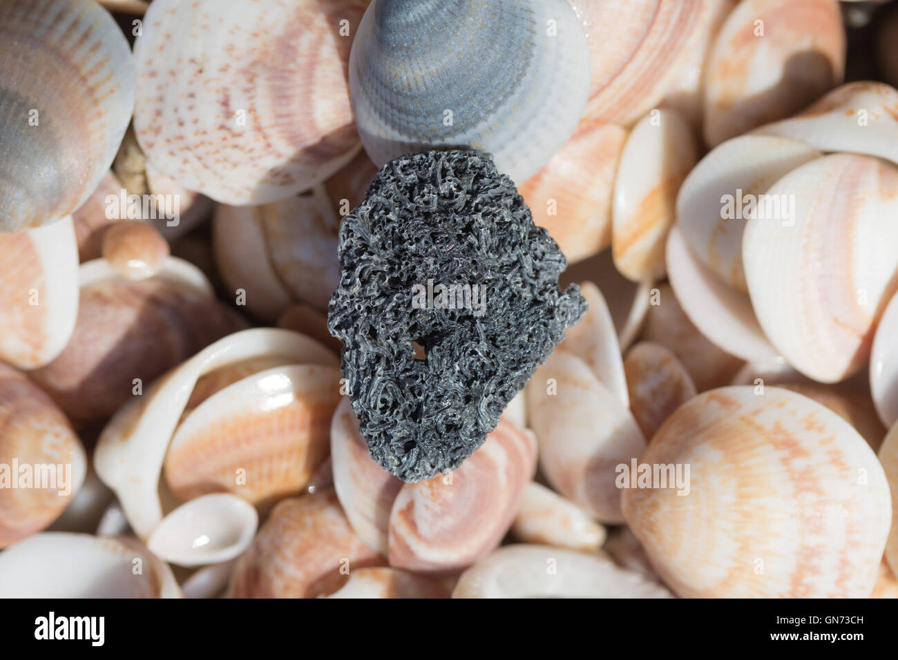 of natural abstract background, textures sea shells Stock Photo - Alamy