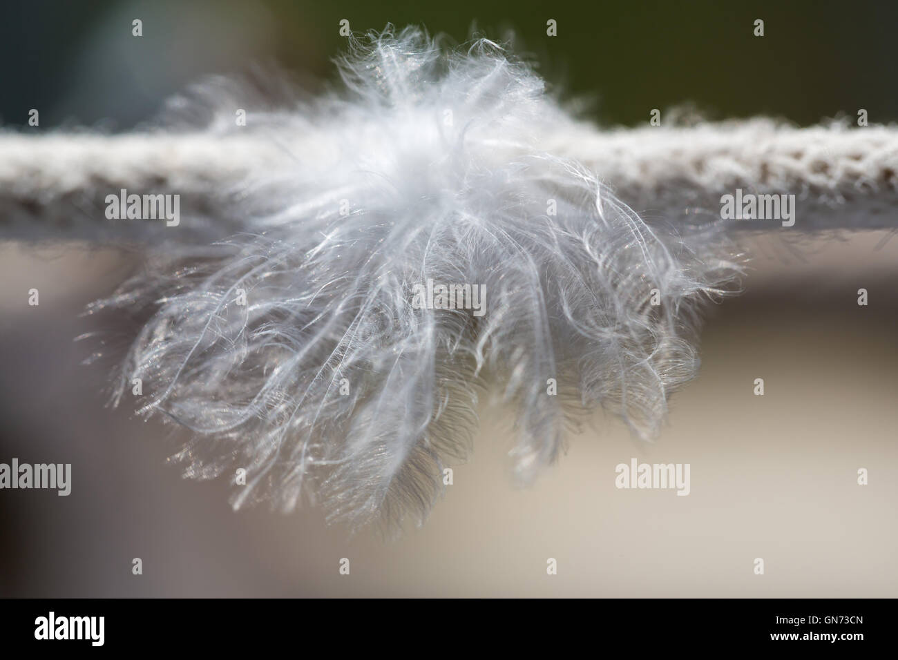 abstract background, bird feathers on the rope closeup Stock Photo - Alamy