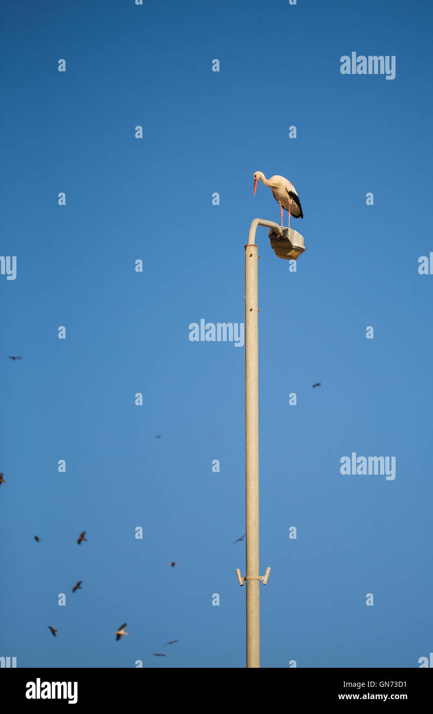 Stork bird sitting on an electric lamp Stock Photo - Alamy