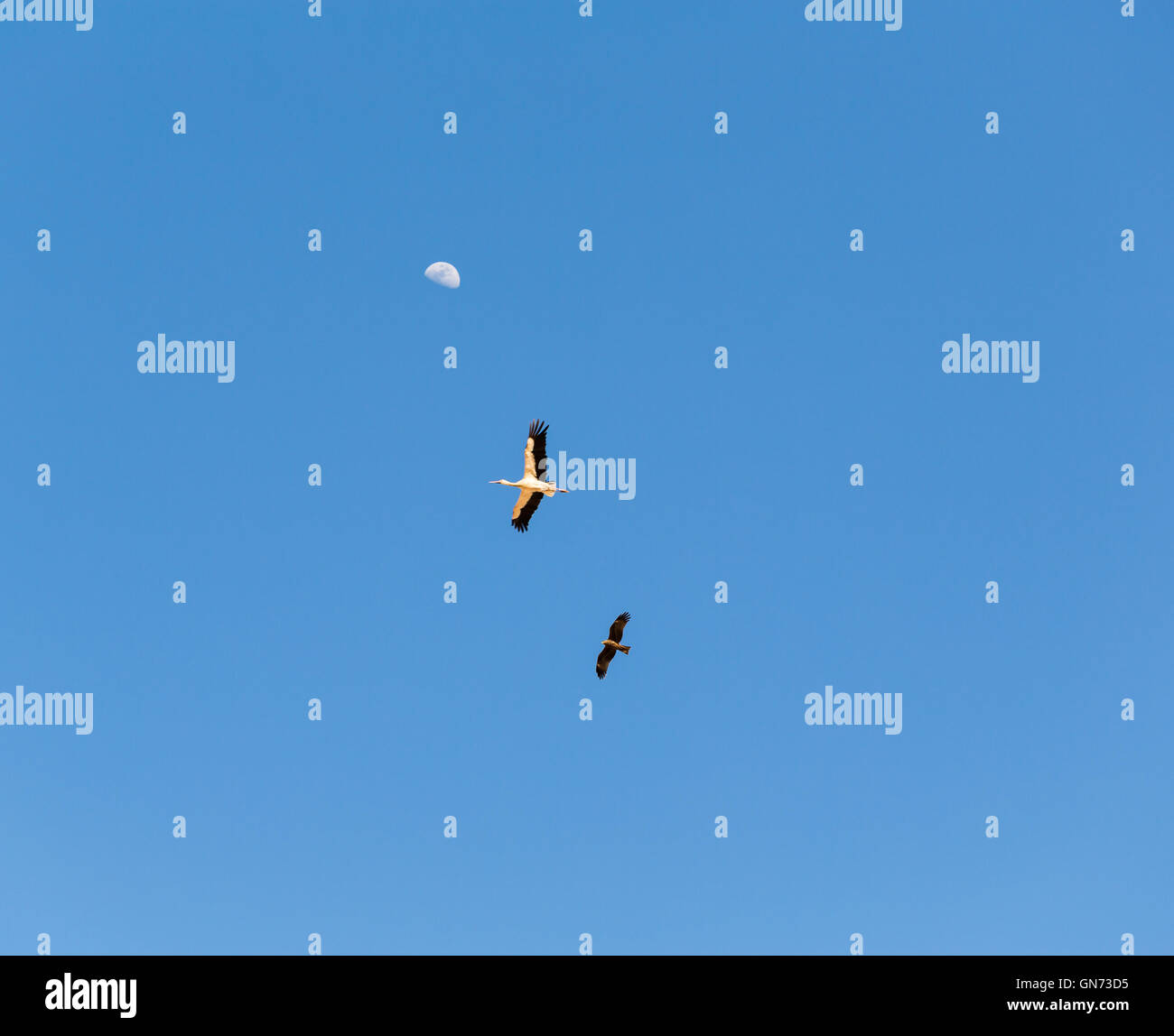 birds storks flying on background blue sky Stock Photo - Alamy