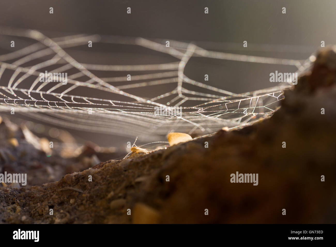 of natural abstract background cobweb closeup outdoors Stock Photo - Alamy