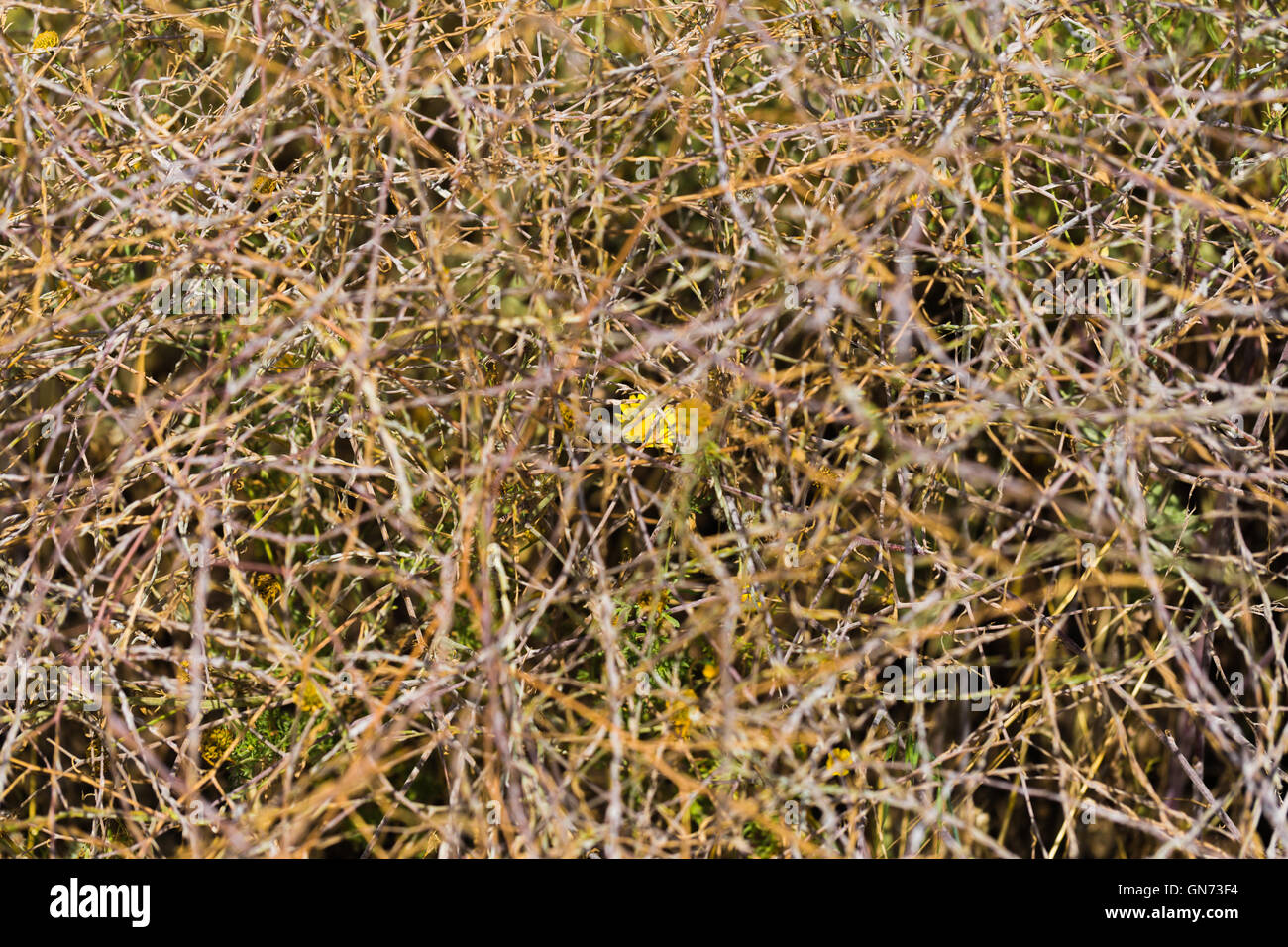 natural abstract background texture of dry plants Stock Photo - Alamy