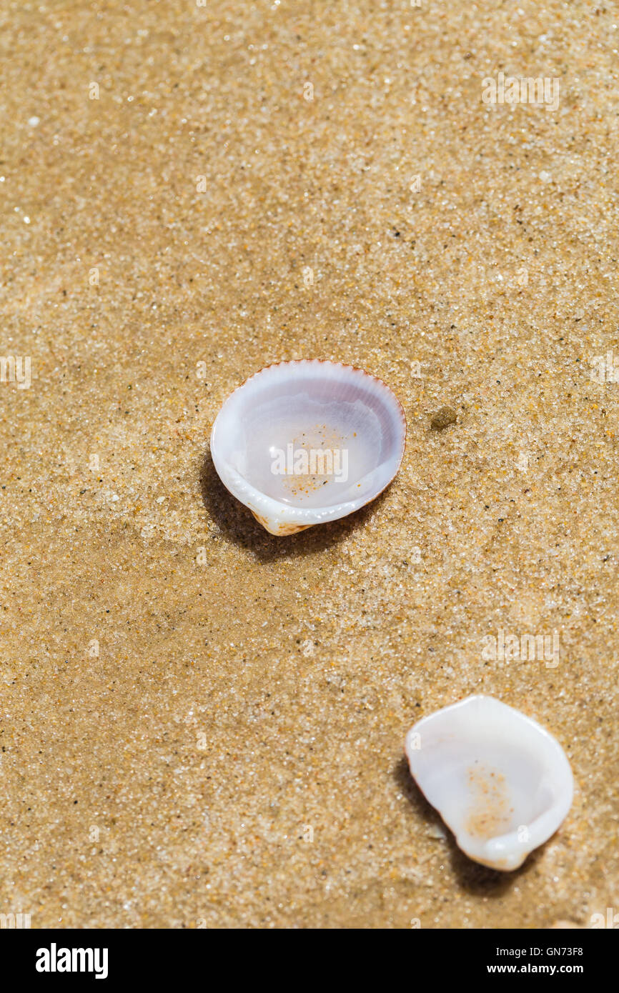 Marine background, sea shells closeup on sand Stock Photo - Alamy