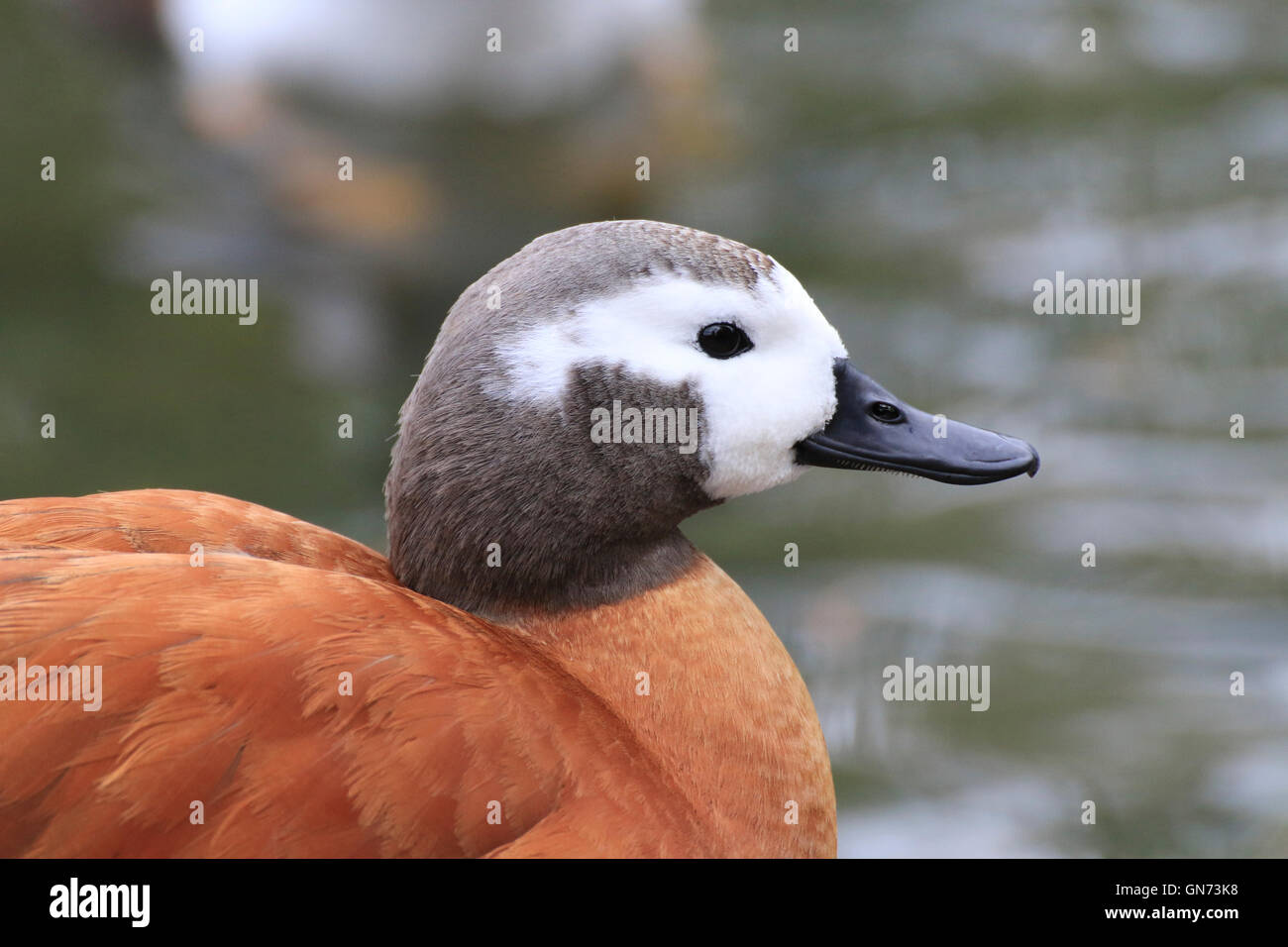 Rust duck hi-res stock photography and images - Alamy