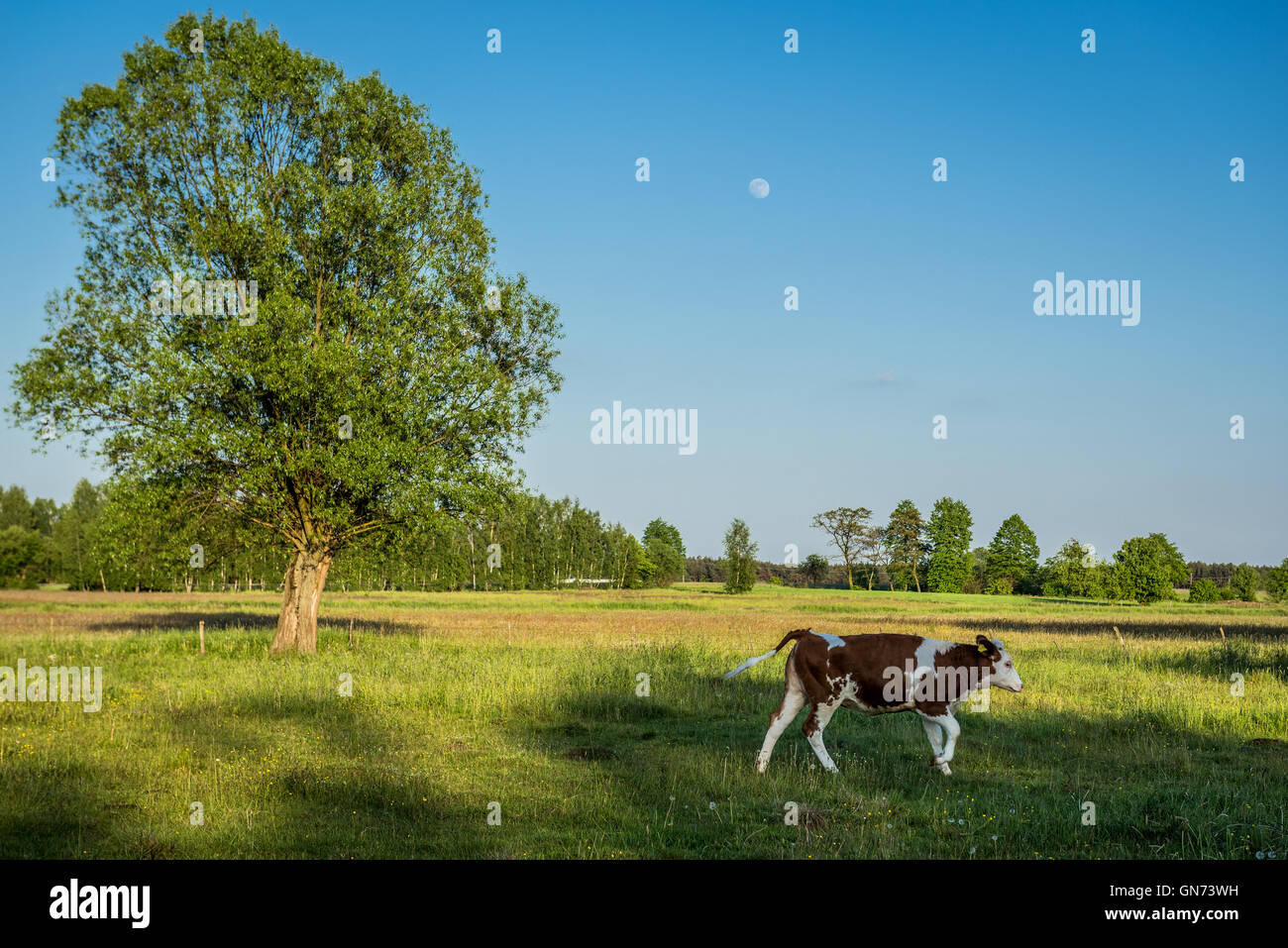 Cow on a pastureland on Mazowsze region in Poland Stock Photo - Alamy