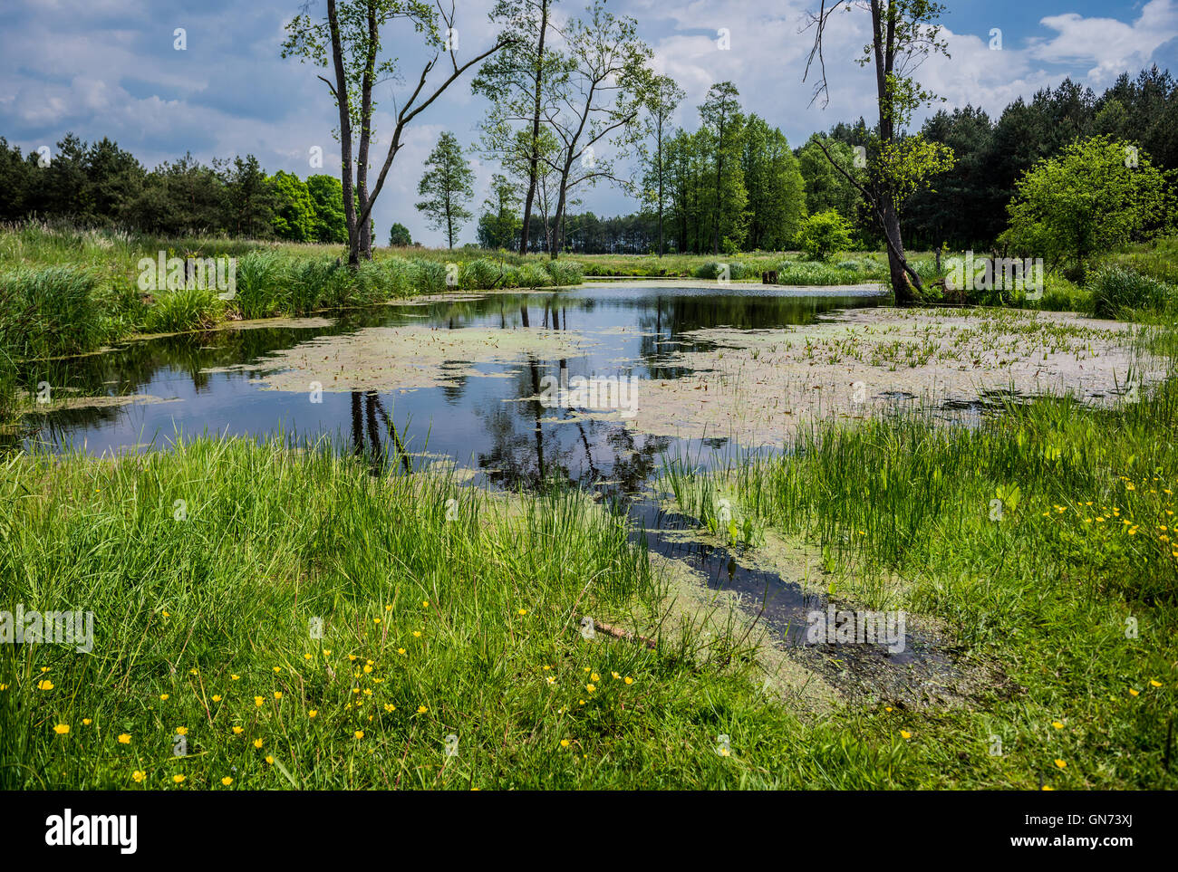 small pond on a meadow in Mazowsze region in Poland Stock Photo - Alamy